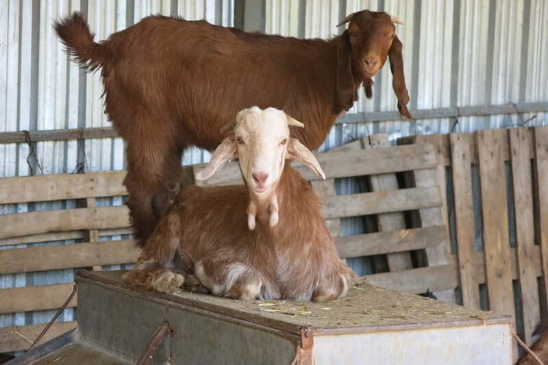 Cyprus: Troodos Mountain Food & Wine Tasting Tour with Lunch - The Sum Up