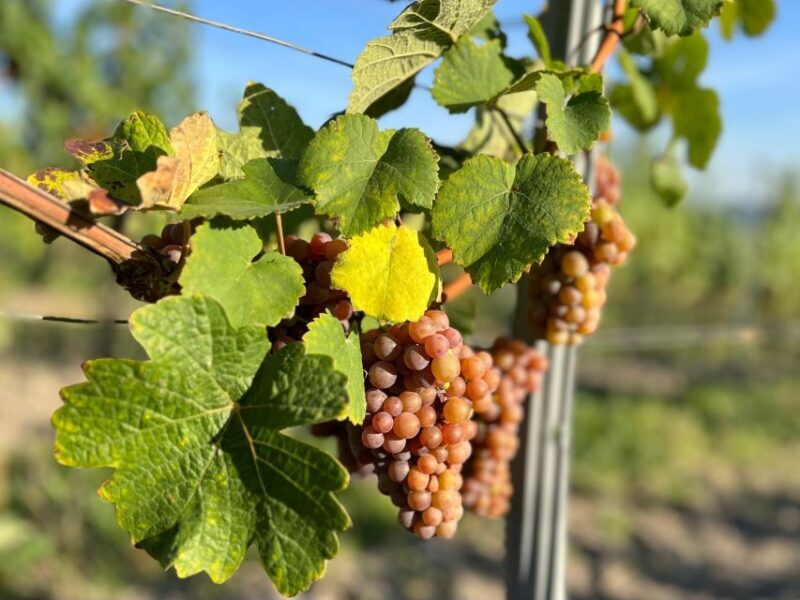 Czech Vineyards and Wine Tasting 4WD Tour with Lunch - Who This Tour Is Best For