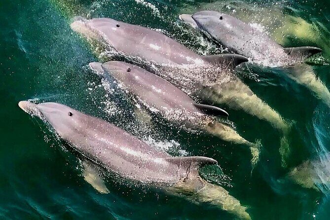 Daily Dolphin Cruise + Sightseeing Tour on Pensacola Beach - The Authentic Touch: What Reviewers Say