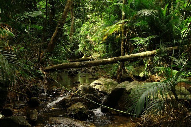 Daintree Discovery Centre Single Pass - The Sum Up: Is It Worth It?