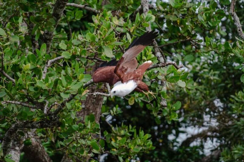 Daintree: Guided Daintree River Wildlife Cruise - An In-Depth Look at the Guided Daintree River Wildlife Cruise