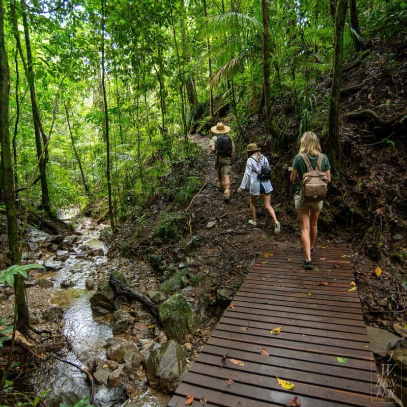 Daintree Rainforest: Magic Waterfall Walk with Lunch & Swim - An Overview of the Experience