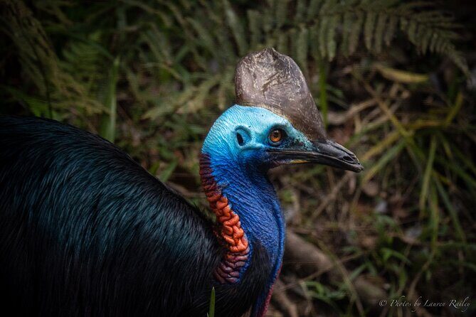 Daintree Rainforest, Mossman Gorge Small-Group from Port Douglas - An In-Depth Look at the Tour Experience