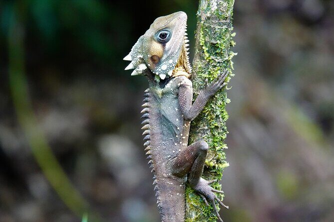 Daintree Rainforest, Mossman Gorge Small-Group from Port Douglas - FAQ
