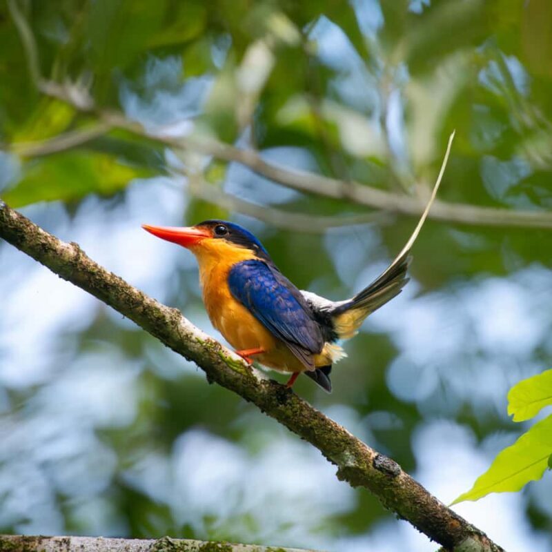 Daintree Rainforest: Waterfall Walk, Swim & Crocodile Cruise - Deeper Into the Rainforest & Waterfall Swim