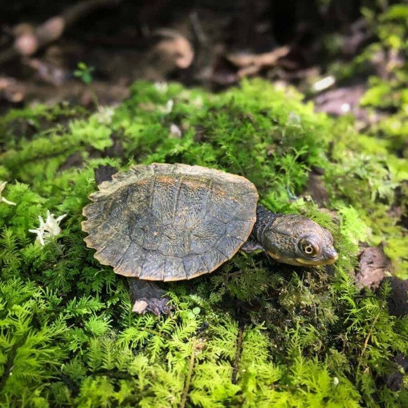 Daintree Rainforest: Waterfall Walk, Swim & Crocodile Cruise - Reviews & Authentic Insights