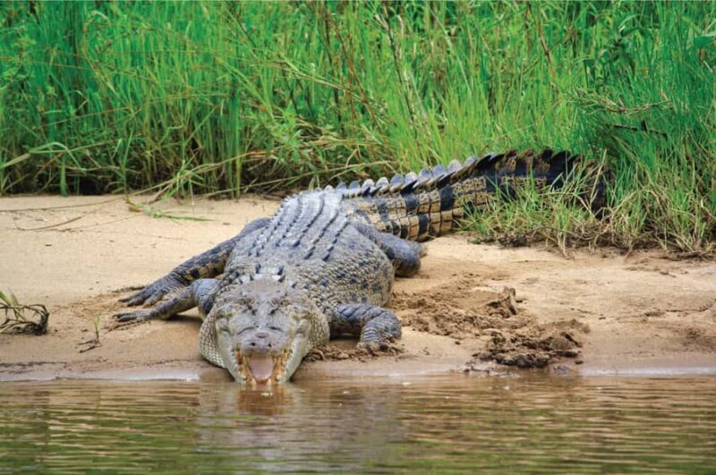 Daintree: River Rainforest Crocodile & Wildlife Cruise (DV) - Key Points
