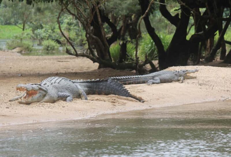 Daintree: River Rainforest Crocodile & Wildlife Cruise (DV) - Authentic Experiences from the Reviews