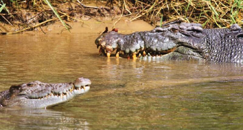 Daintree River Rainforest: Crocodile & Wildlife Cruises (DG) - Key Points