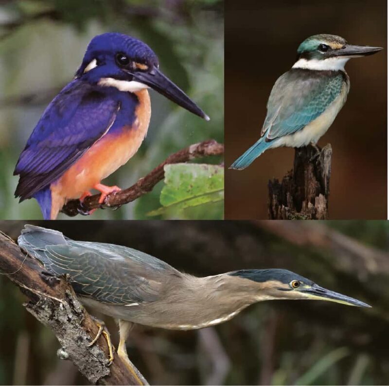 Daintree River Rainforest: Crocodile & Wildlife Cruises (DG) - A Close-Up Look at the Tour Experience