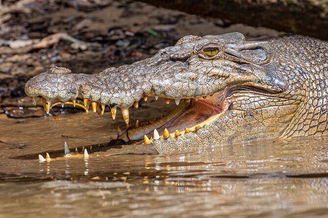 Daintree River 'Sunset' Cruise with the Daintree Boatman - Why Choose the Daintree River Sunset Cruise?
