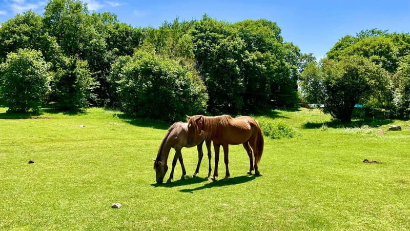 Dajti Mountain & Shengjergj Waterfall Day Trip on Land Rover - Who Would Love This Tour?