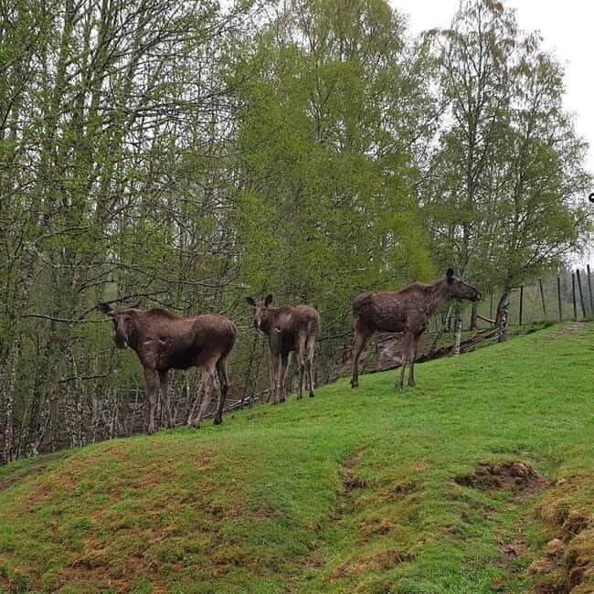 Dals Långed: Moose Park Guided Tour with Feeding - What to Expect from Your Visit to Dals Långed Moose Park