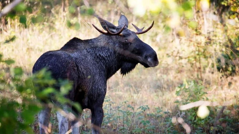Dals Långed: Moose Park Guided Tour with Feeding - Practical Details That Matter