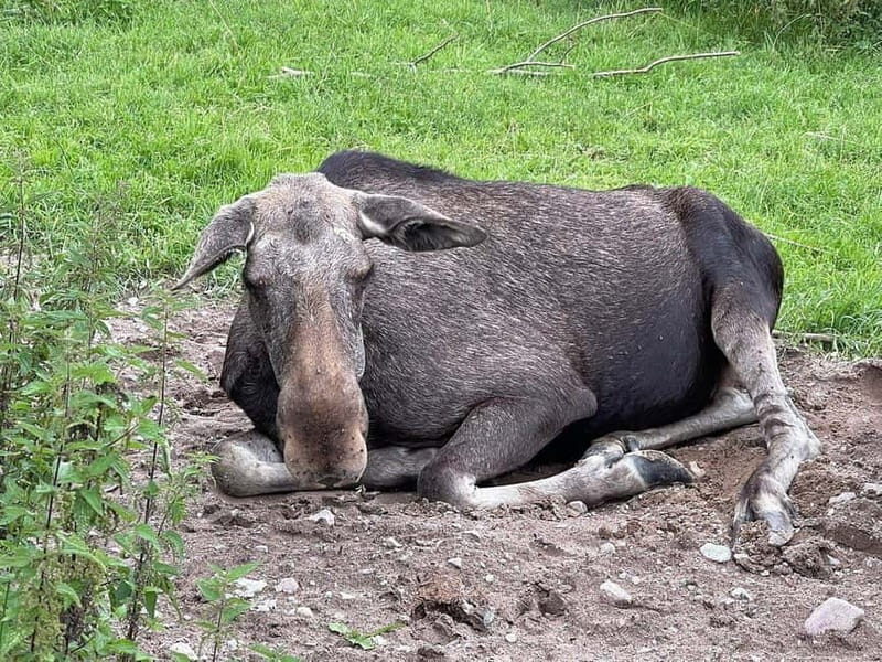 Dals Långed: Moose Park Guided Tour with Feeding - Who Will Love This Experience?