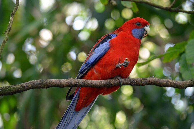 Dandenong Ranges Private Day Tour - FAQ