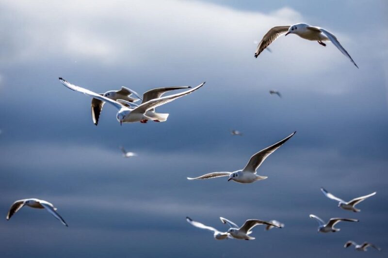 Danube Delta - 2-Day Tour from Bucharest - What Makes the Danube Delta Tour Worth Considering?