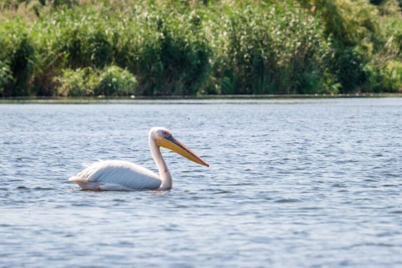 Danube Delta - 2-Day Tour from Bucharest - The Experience: What Travelers Say