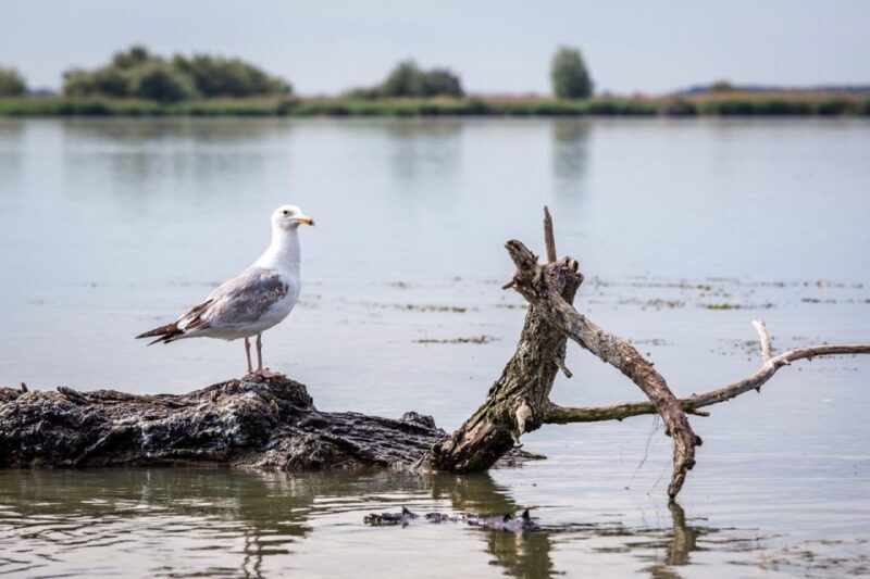 Danube Delta - 2-Day Tour from Bucharest - Who Should Consider This Tour?