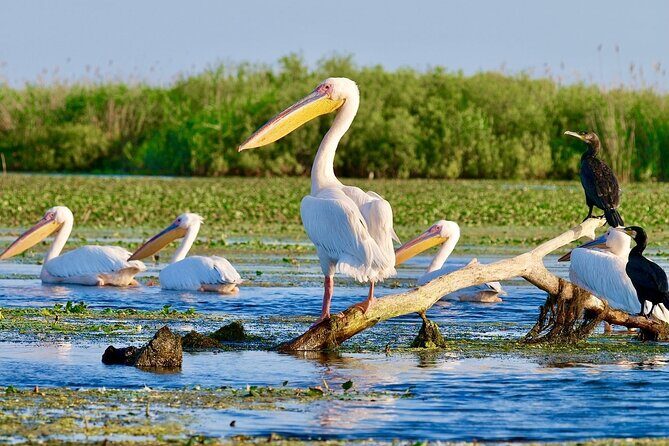Danube Delta and Black See - 2 Days Private Tour from Bucharest - The Itinerary in Detail: What You Can Expect