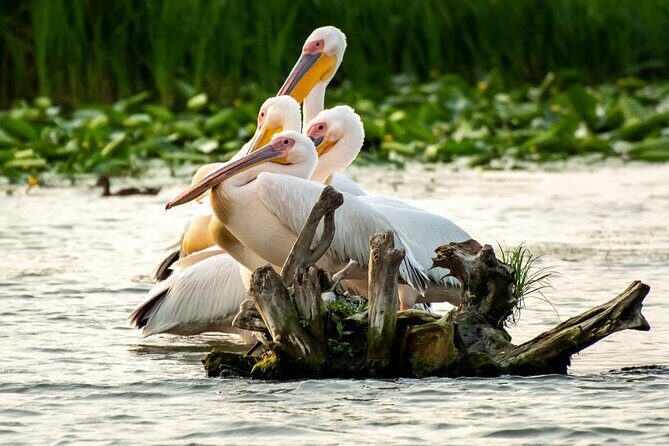 Danube Delta Boat Tour, departure from Tulcea - Whats Included and Whats Not