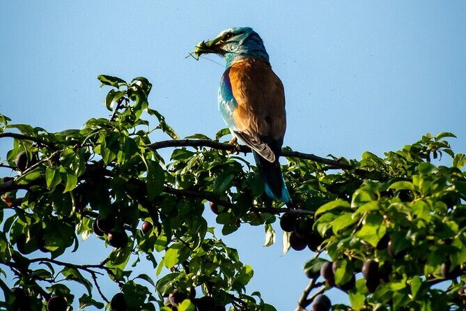 Danube Delta Boat Tour, departure from Tulcea - Who Will Love This Tour?