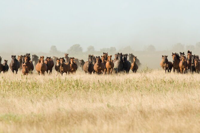 Danube Delta PRIVATE boat trip to Letea Forest (guided tour) - An In-Depth Look at the Danube Delta Private Tour