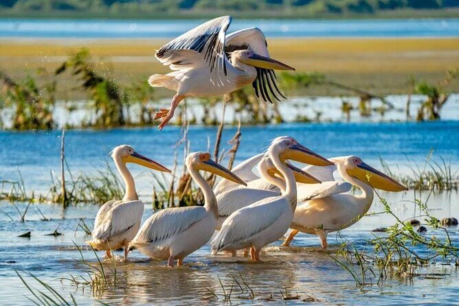 Danube Delta -Small group Tour- Boat Trip & Traditional Lunch - What Reviewers Loved Most