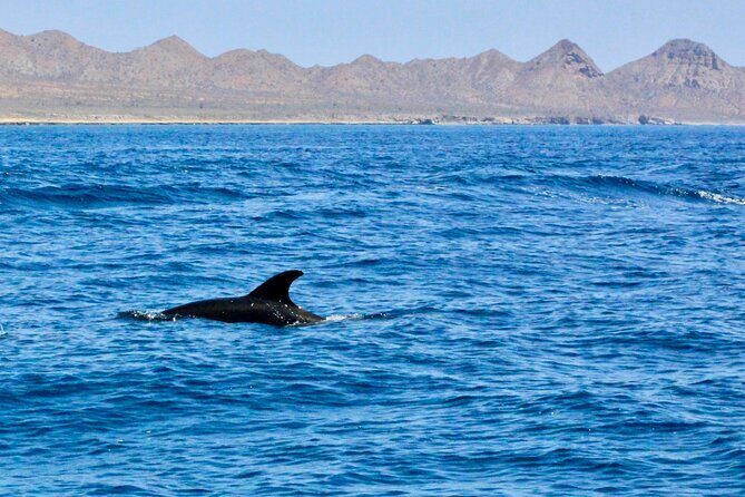 Danzante Island and Snorkel Tour from Villas del Palmar Hotel - An In-Depth Look at the Danzante Island Snorkel Tour