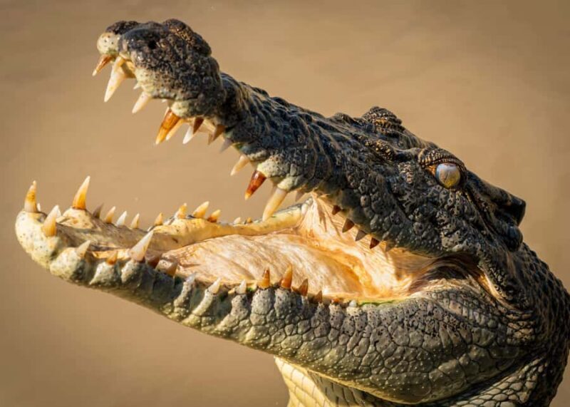 Darwin: Adelaide River Cruises, Jumping Crocodile Experience - Key Points