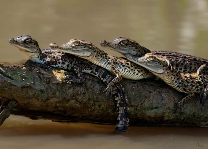 Darwin: Adelaide River Cruises, Jumping Crocodile Experience - An Authentic Look at Crocodile Territory