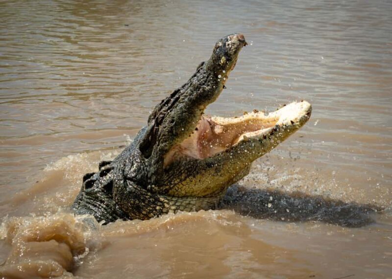 Darwin: Adelaide River Cruises, Jumping Crocodile Experience - Learning from the Guides