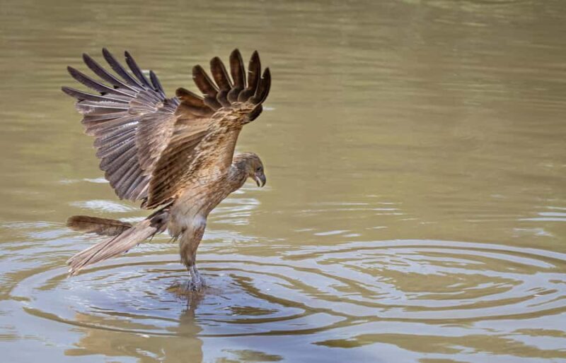 Darwin: Adelaide River Cruises, Jumping Crocodile Experience - Why This Tour Is Worth Considering