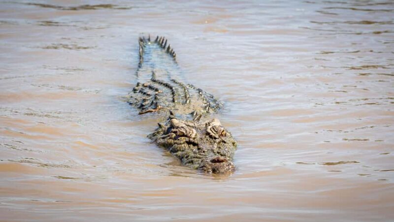Darwin: Adelaide River Cruises, Jumping Crocodile Experience - Final Thoughts
