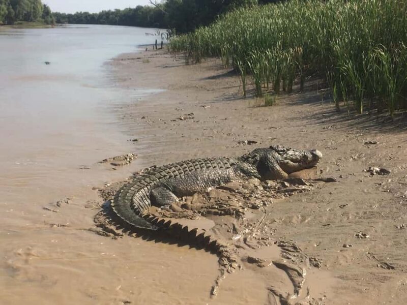 Darwin: Adelaide River Queen Original Jumping Crocodiles - Key Points