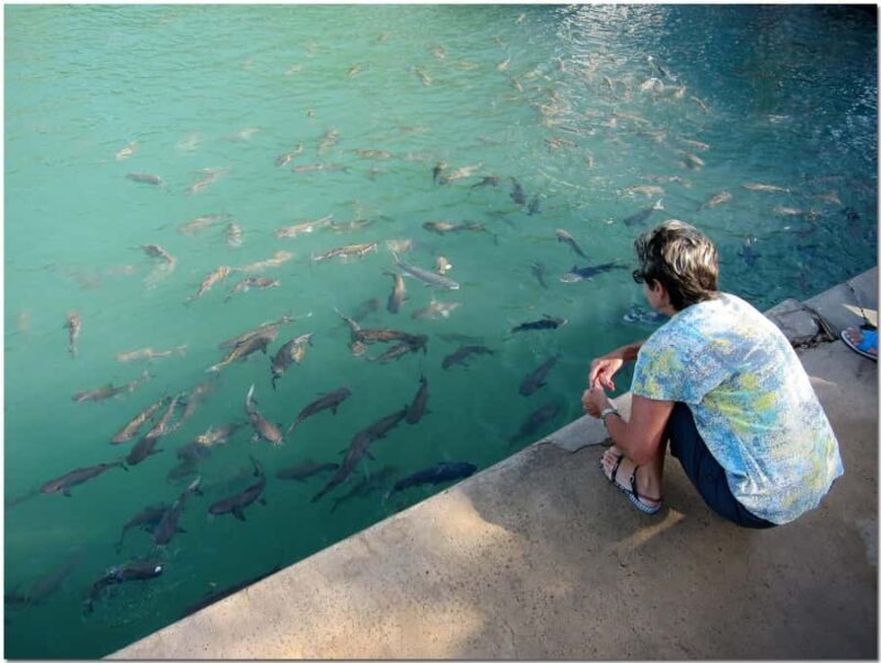 Darwin: Aquascene Fish Feeding Experience - What Is the Darwin Aquascene Fish Feeding Experience?