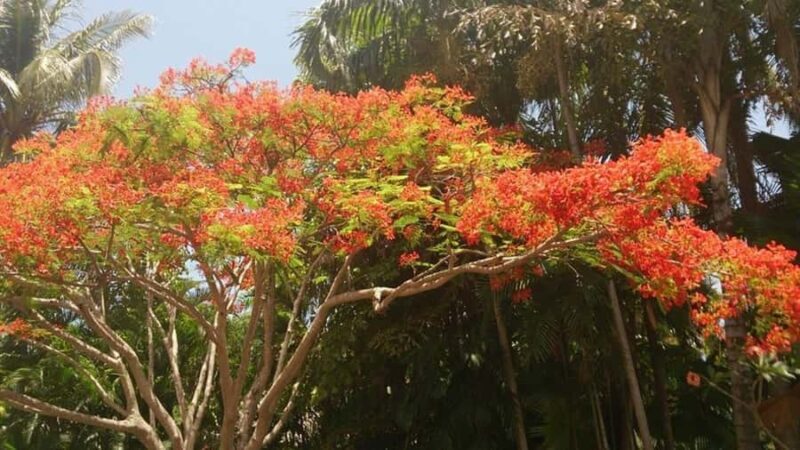 Darwin: City Explorer Bus Tour with Tour Tub - Analyzing the Value: Is It Worth It?