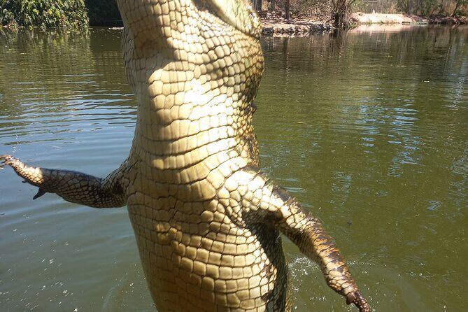 Darwin City Tour + Crocodile Cruise+Lunch Optional - Why Travelers Love This Experience