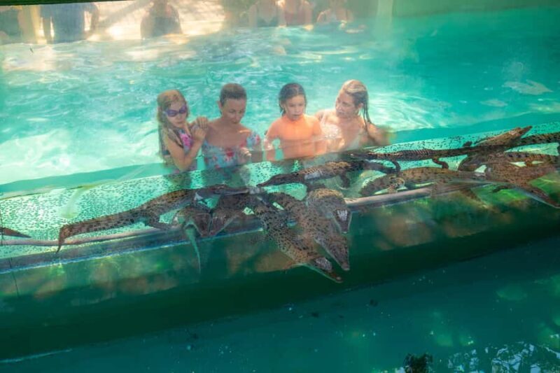 Darwin: Crocosaurus Cove Entry & Hop-on-Hop-Off Bus Tour - What to Expect from the Tour