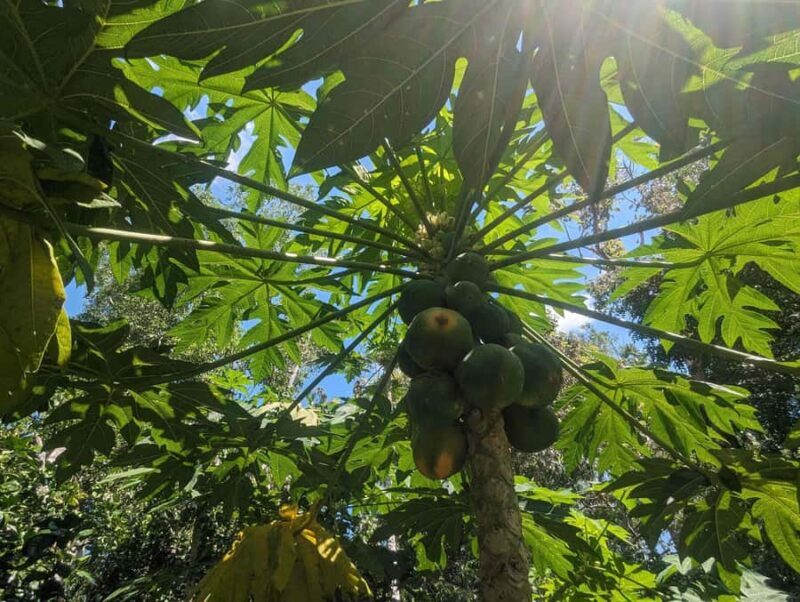 Darwin: Forage for an Outback Gourmet Feast & Sightseeing - Key Points