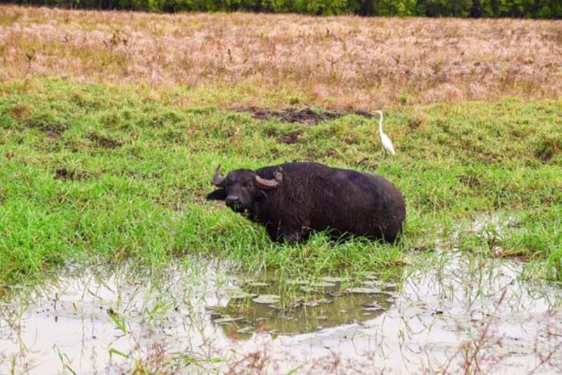 Darwin: Jumping Crocodile Adventure Cruise with Lunch - Exploring the Itinerary in Detail
