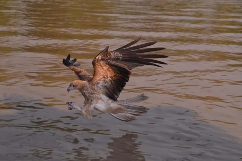 Darwin: Jumping Crocodile Adventure Cruise with Lunch - Final Thoughts: Who Should Consider This Tour?