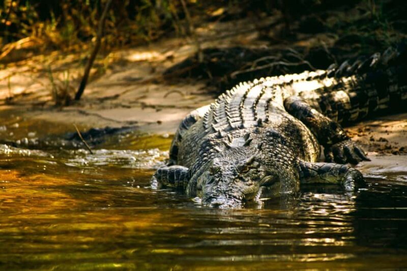 Darwin: Jumping Crocodile River Cruise with Shuttle Bus - Final Thoughts