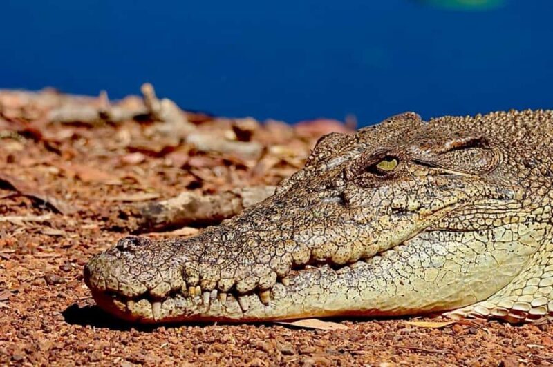 Darwin: Kakadu National Park & Wildlife Full Day Tour - Key Points