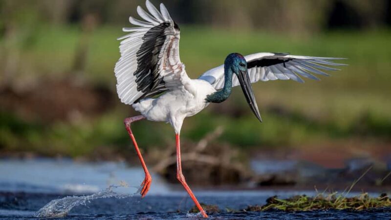 Darwin: Kakadu National Park, Yellow Water River Cruise - Practical Details and Tips