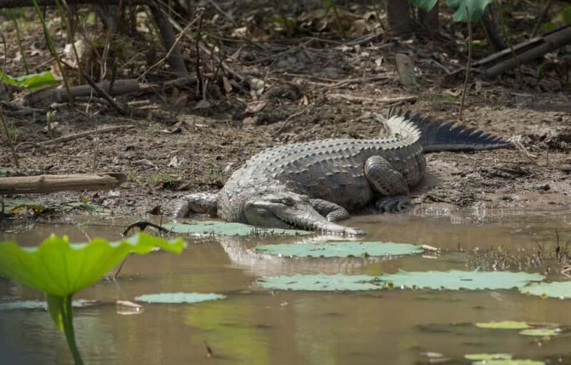 Darwin: Mary River Wetlands Wildlife Cruise with Lunch - Who Will Love This Tour?