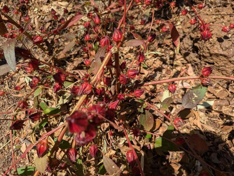 Darwin: Private Forage for an Outback Feast & Sightseeing - Why Choose This Tour?