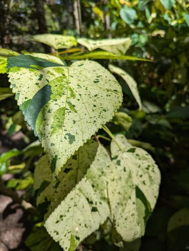 Darwin: Private Forage for an Outback Feast & Sightseeing - FAQs