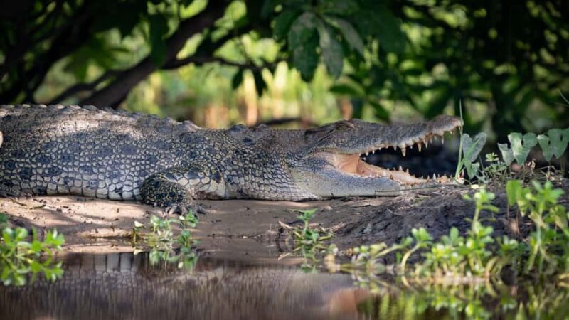 Darwin: Sunset Kakadu National Park with Yellow Water Cruise - Discovering Kakadu: Sunset Tour with Yellow Water Cruise