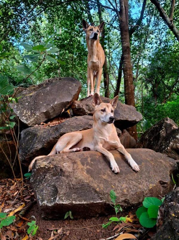 Darwin: Territory Wildlife Park Entry Ticket - Key Points